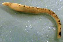 Phascolosomatidae - Alchetron, The Free Social Encyclopedia